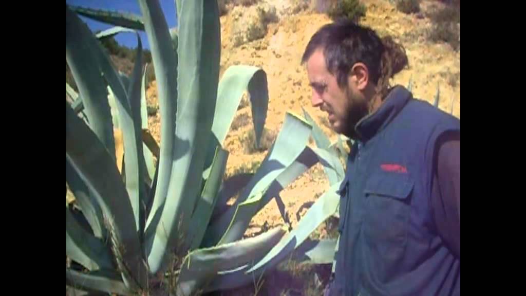 Preparacion de Agave/pita/maguey para recoleccion de aguamiel en España ...