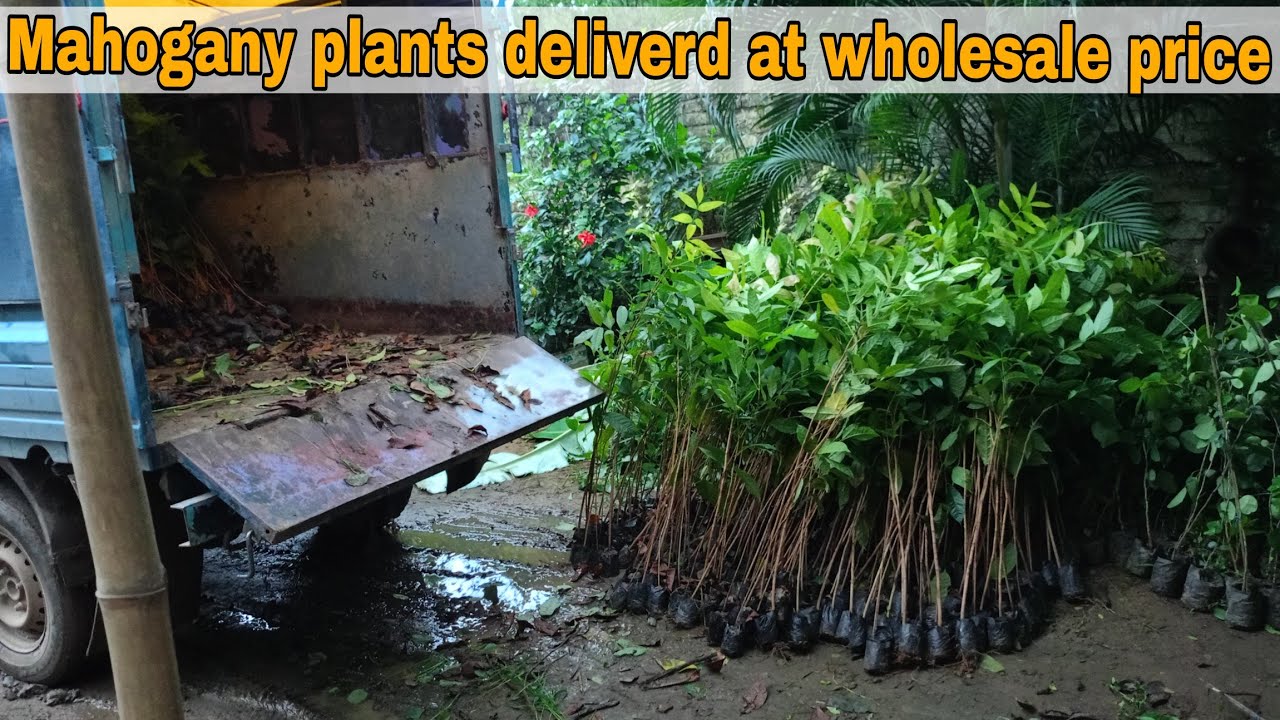 Mahogany tree farming in india || Mahogany nursery plant at wholesale ...