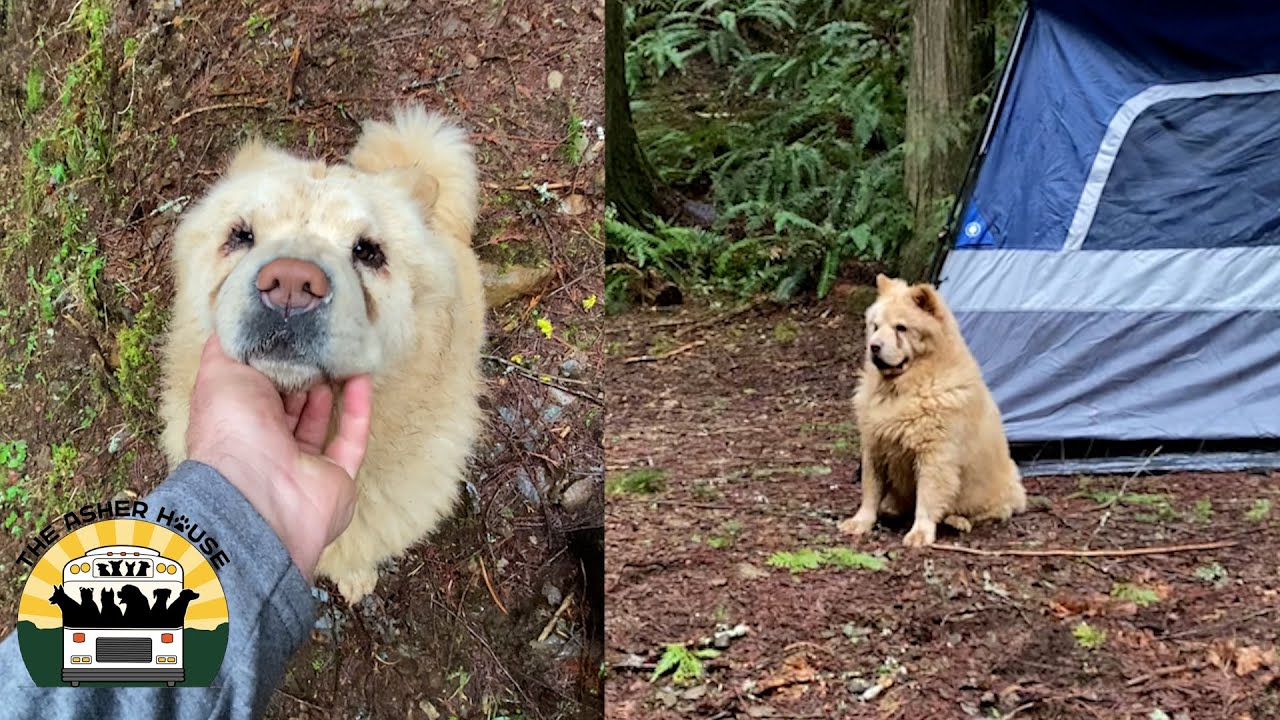 Cece Was Born To Protect The Pack | The Asher House - YouTube