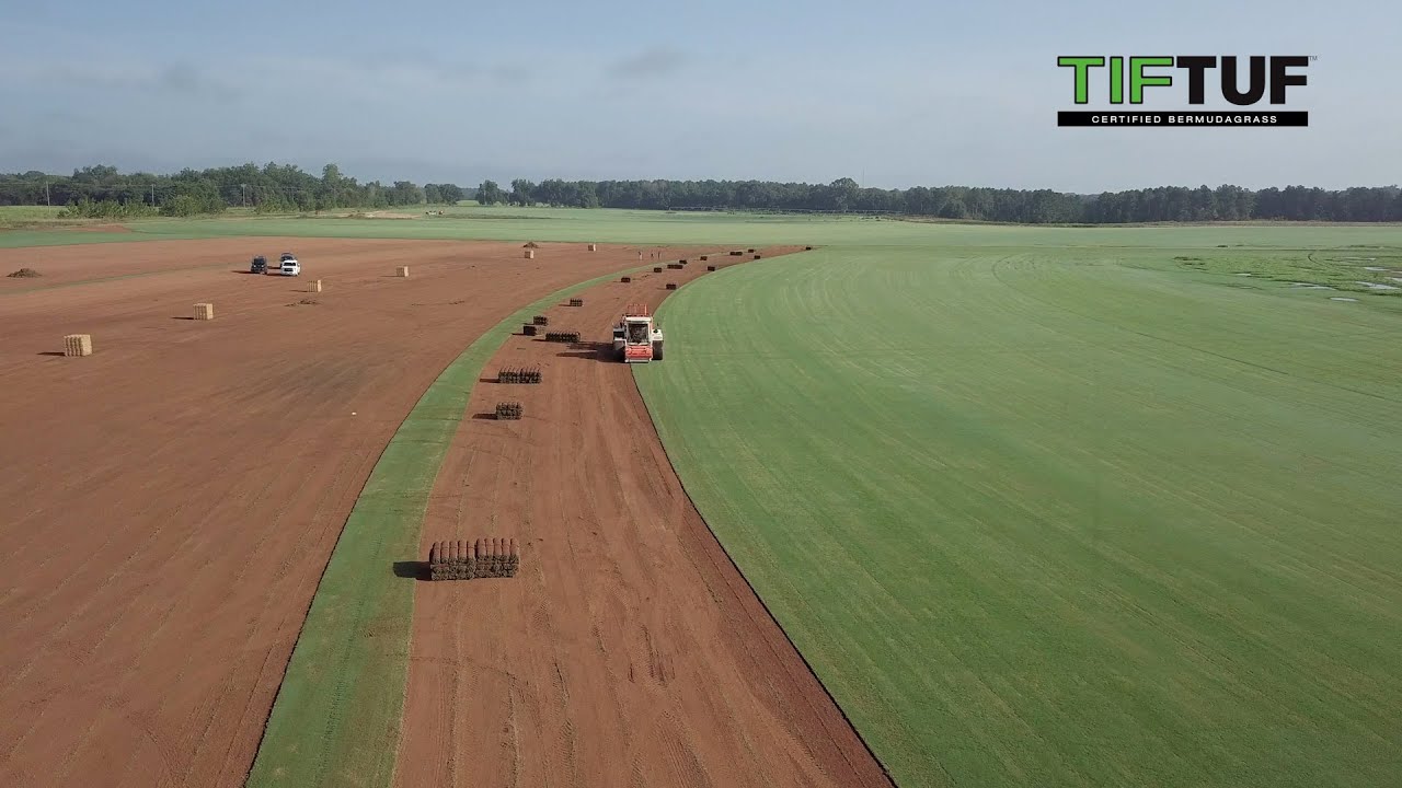 UGA Turfgrass Breeding Program / TifTuf Certified Bermudagrass - YouTube