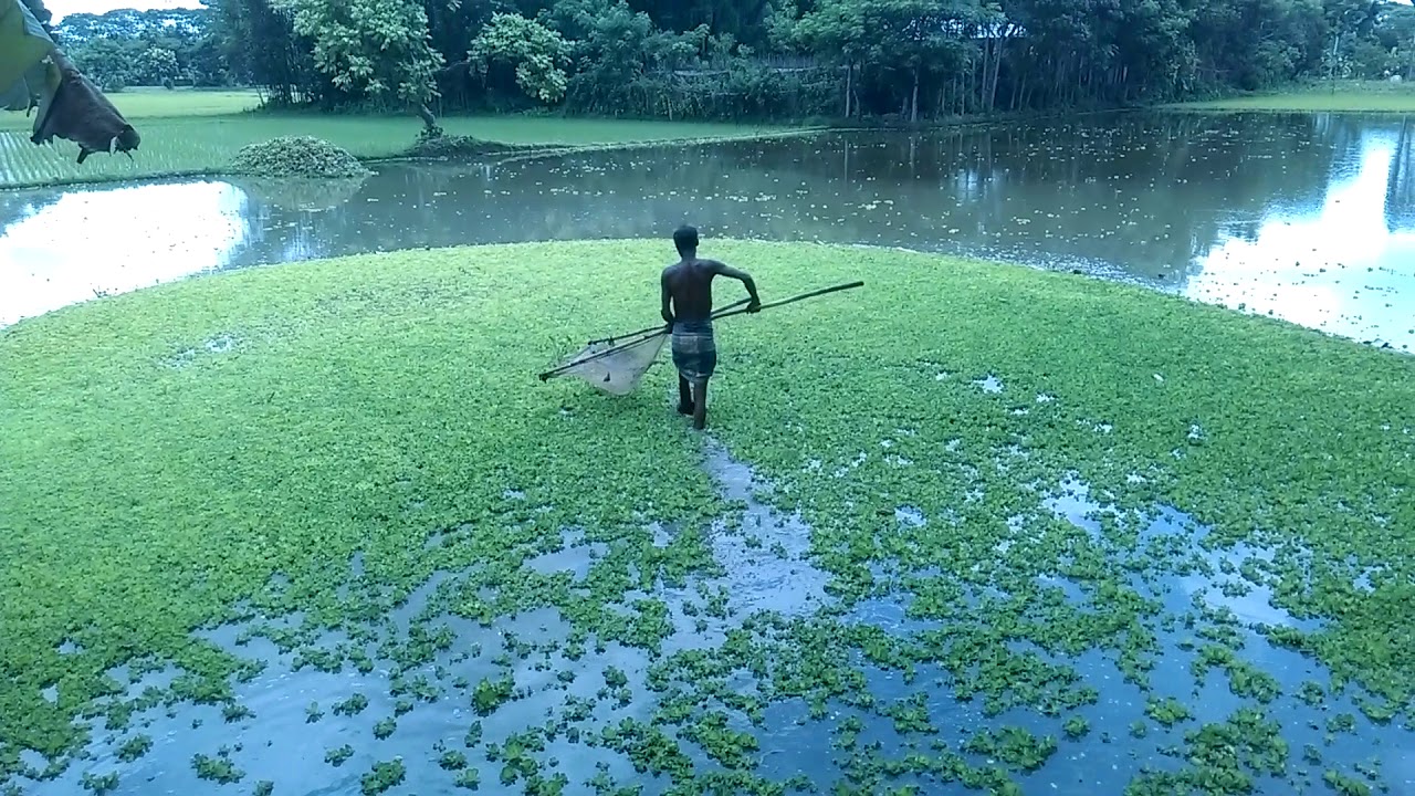 Removing Kochuripana From Small Pond at Rural Village in Bangladesh/ BD ...