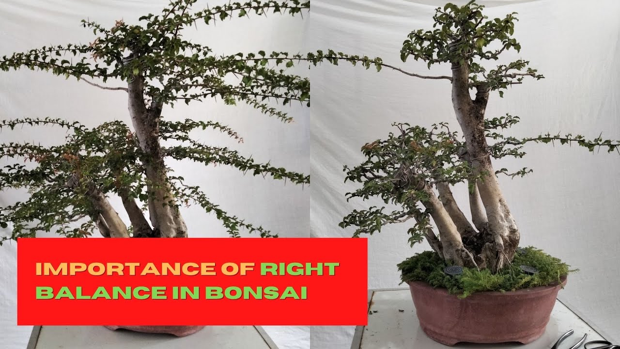 Bitungol Bonsai Material #2 - Balance in Bonsai [w/ English Subtitles ...