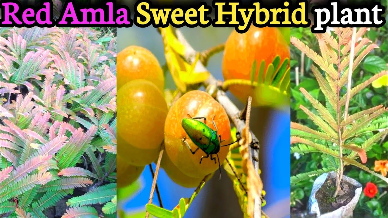 Thai sweet Red Amla #plant Amla farming - YouTube