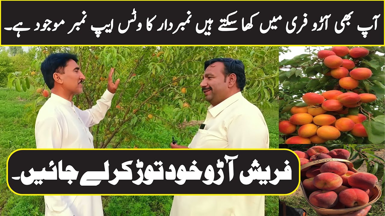 Peach(Aadu) Cultivation in Pakistan in 2024|Mr ALi Iftkhar - YouTube