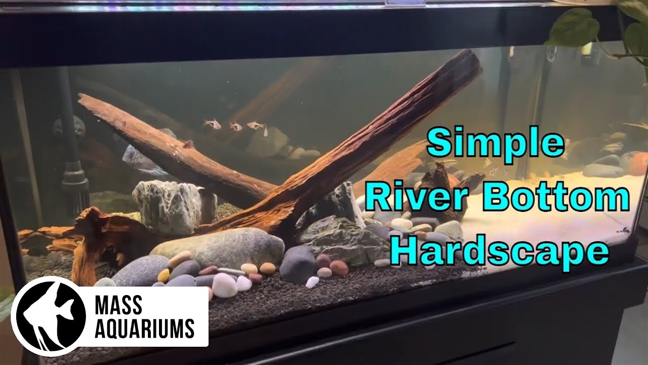 Simplistic River Bottom Hardscape UNBOXING DRIFTWOOD & FISH - YouTube