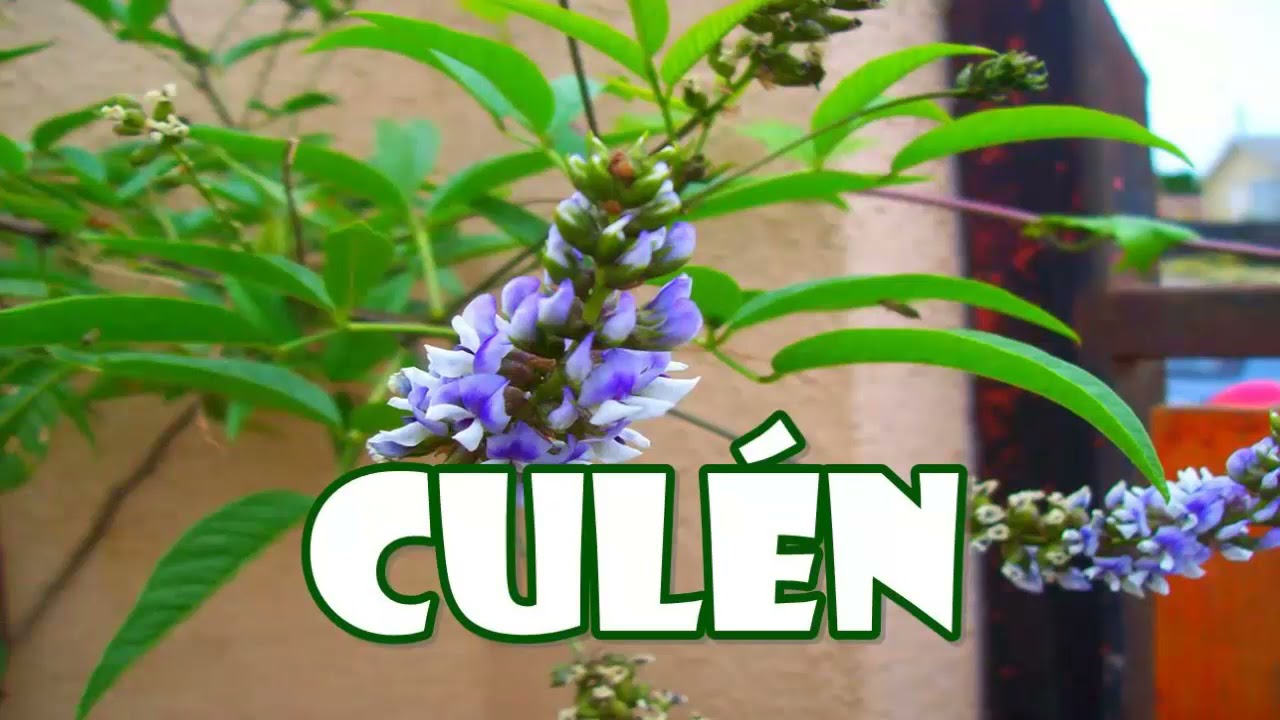 BENEFICIOS Y PROPIEDADES DEL CULÉN - YouTube