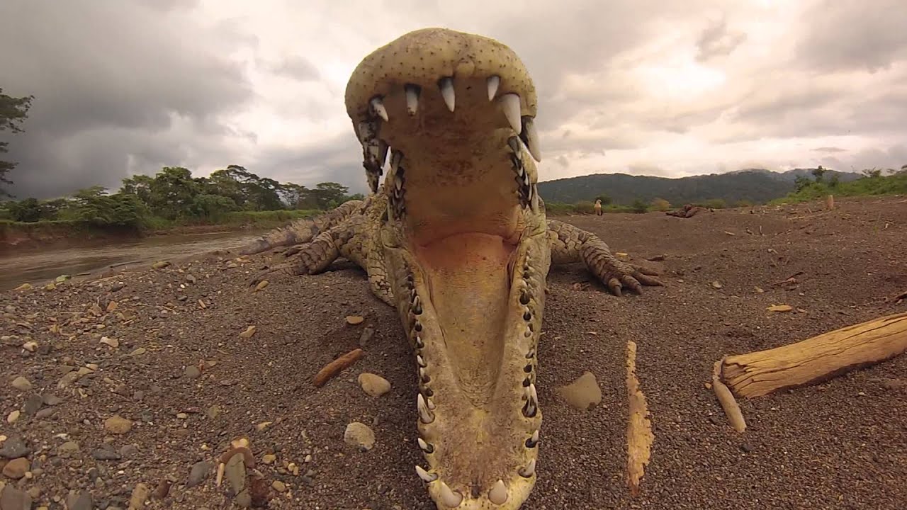 Costa Rica - Close up of crocodiles mouth - YouTube