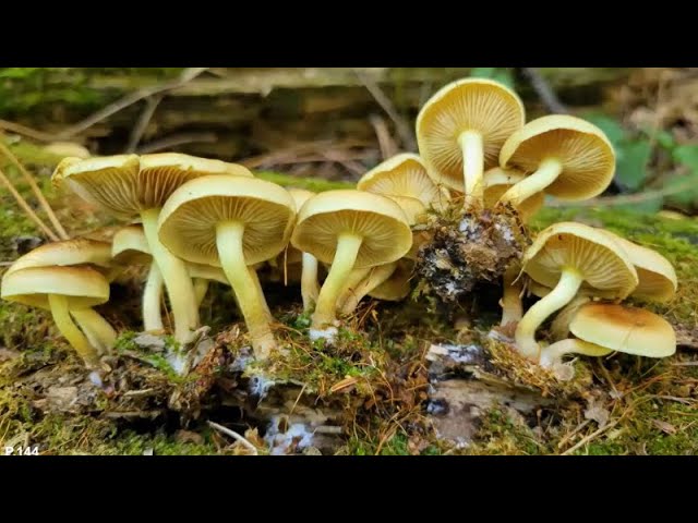 Temperate Deciduous Forest Decomposers