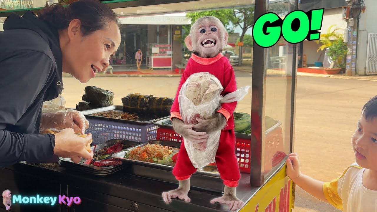 Monkey Kyo woke up early – You won’t believe what she did next! - YouTube