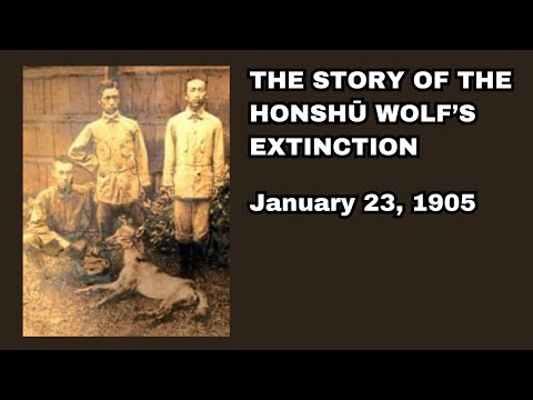 Japanese Wolf - Recently Extinct Animals - YouTube