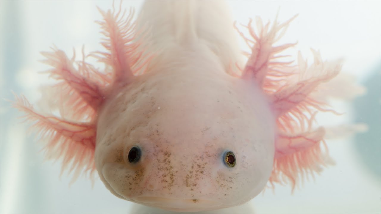 Groundbreaking Axolotl Research Attracts Global Attention - YouTube