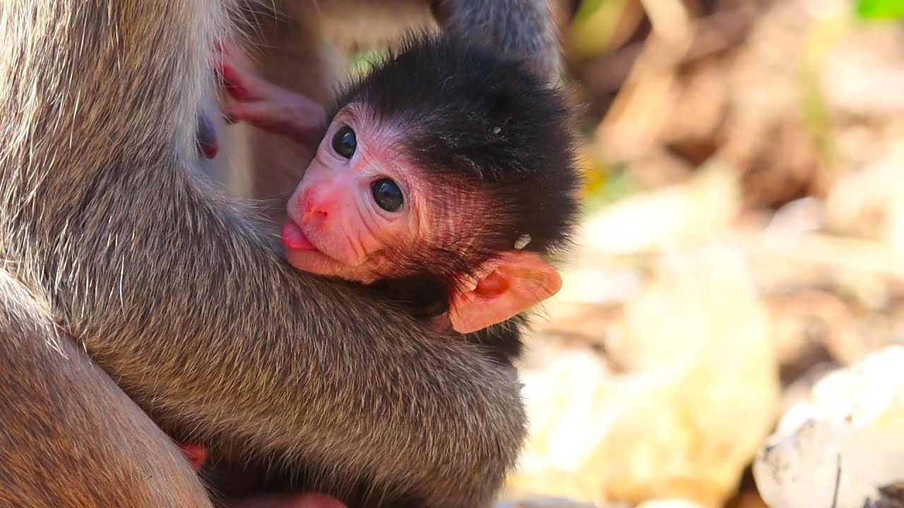 Cute baby monkey is live Day 038 | EP 02 | - YouTube