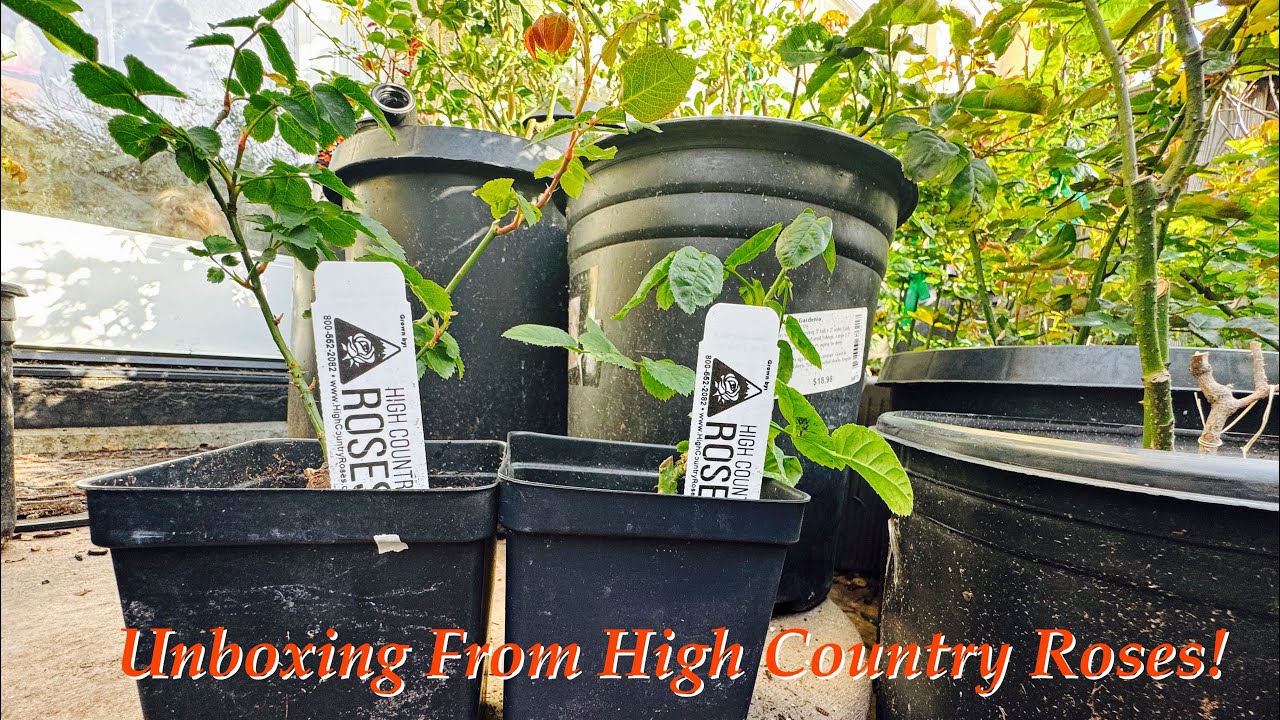 Unboxing of rose plants from High Country Roses! - YouTube