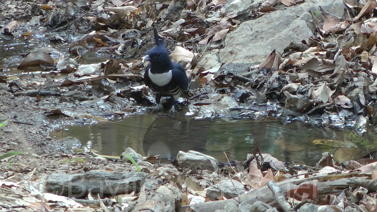 Black Baza (Aviceda leuphotes), Cambodia. 20160314_155939.m2ts - YouTube