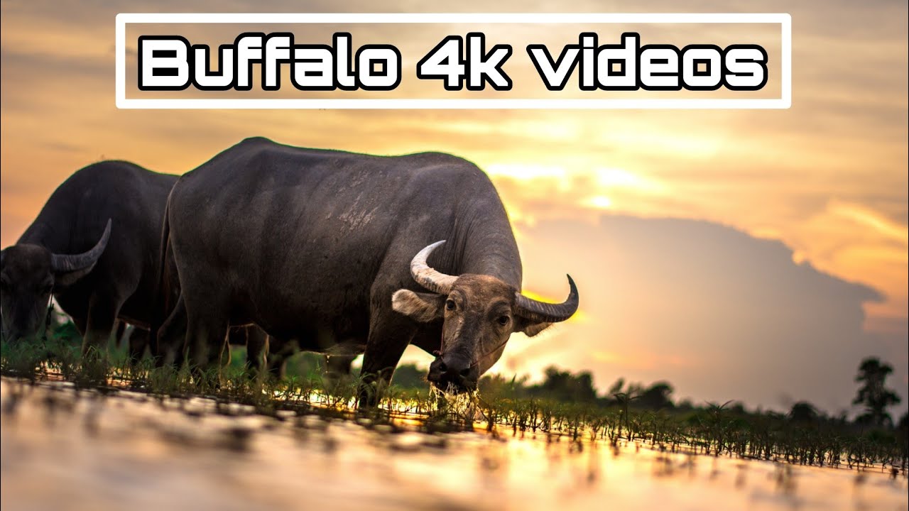 | African Wild Buffalo 4k videos | Big buffalo 4k videos | Buffalo ...