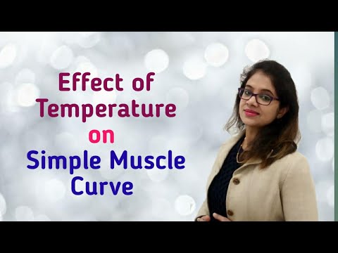 How does temperature affect muscle contraction (simple muscle curve ...