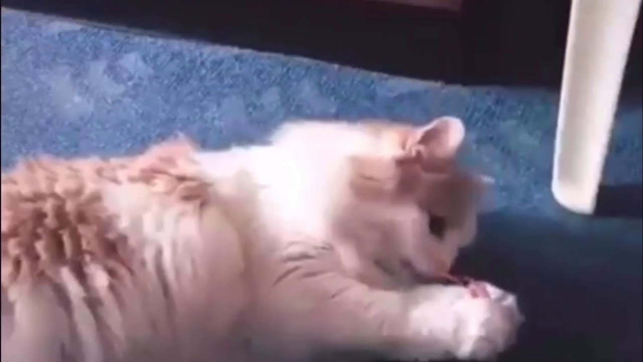 LMAO POOR CAT WITH RUBBER BAND 2020 MEMES - YouTube