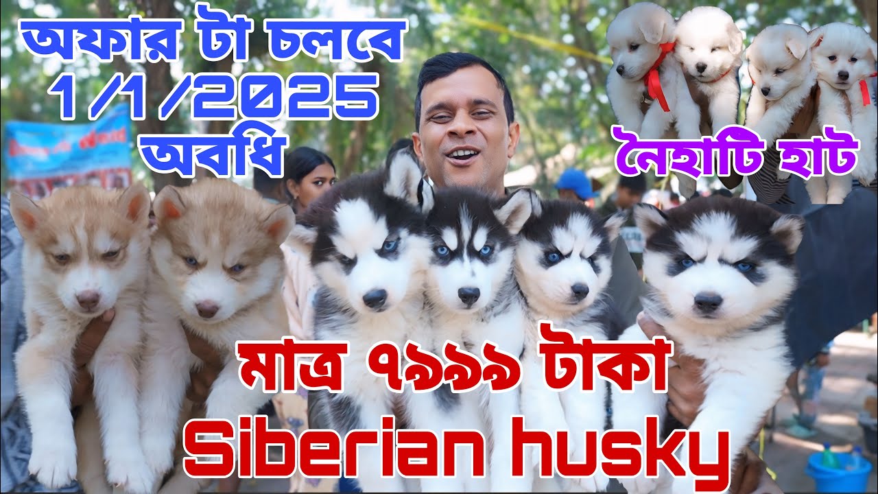 মাত্র 7999 টাকা তে Siberian husky🐕|| naihati pet market||dog market in ...