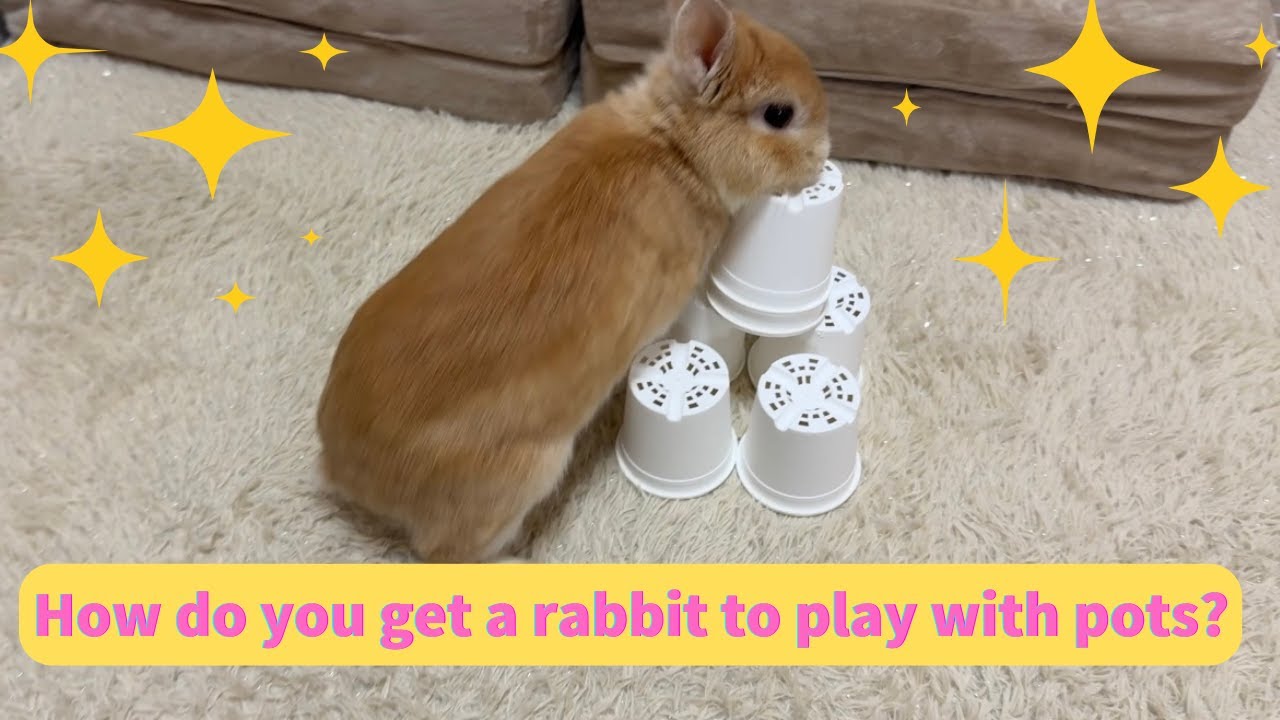 How do you get a rabbit to play with pods? - YouTube