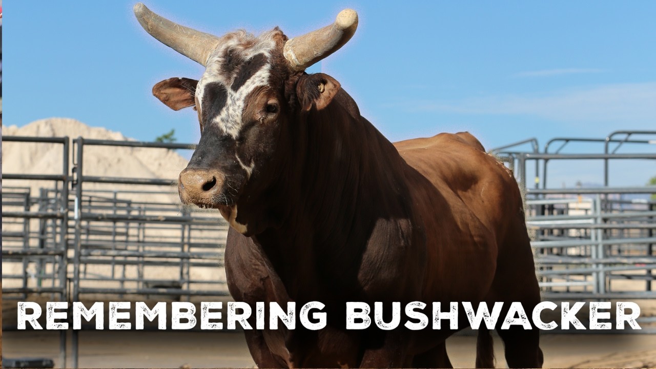 Remembering Bushwacker: The Greatest Bucking Bull of All Time - YouTube