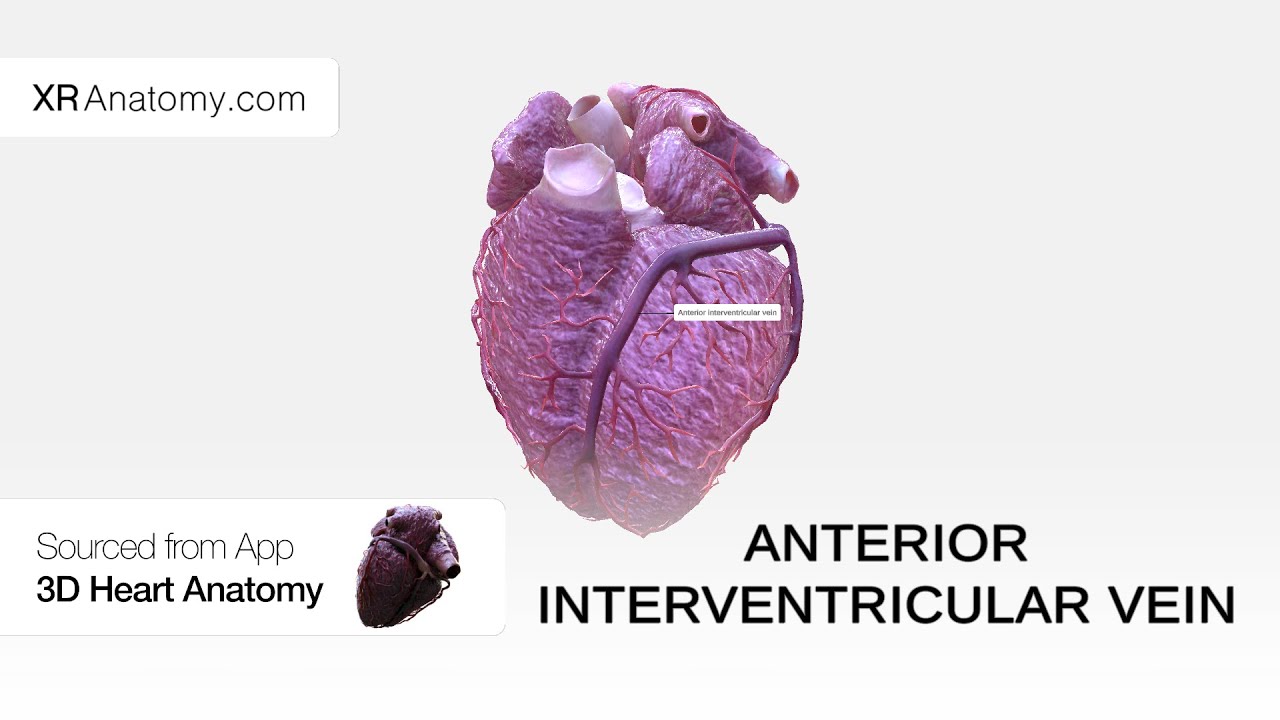 Anterior interventricular vein - YouTube