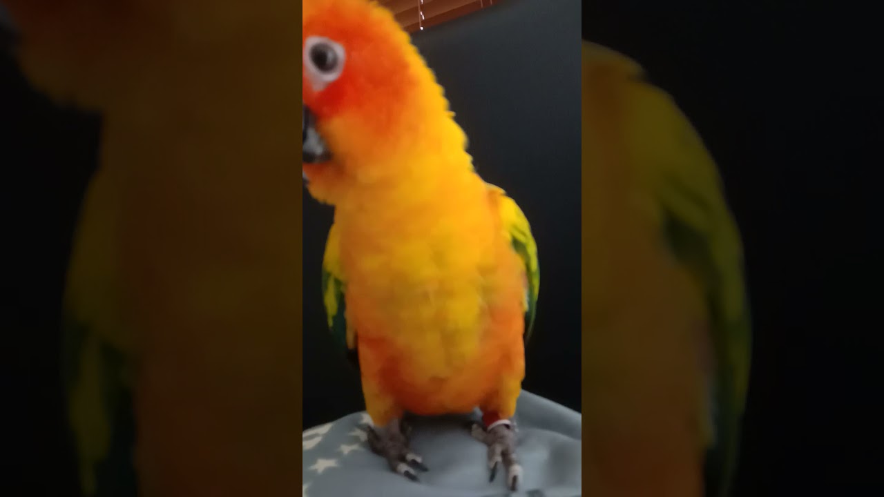Birb - YouTube