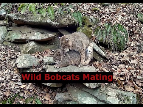 Wild Bobcats Mating – Racoon And Bobcat Standoff - Must See Nature Video!