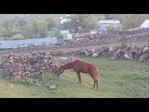 eşek ve köpek