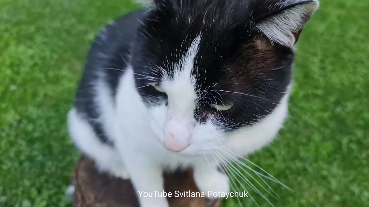 Best Funniest Animals videos!😂 Funny Cats! #199 😂Gatos graciosos ...