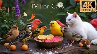 Cat TV Magic 🕊️ Birds & Squirrels Enjoy Spring on Birdtables 🐿️ Nature Videos for Cats in 4K HDR ...