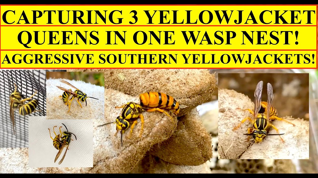 CAPTURING 3 WASP QUEENS IN SUPER AGGRESSIVE SOUTHERN YELLOWJACKET NEST ...