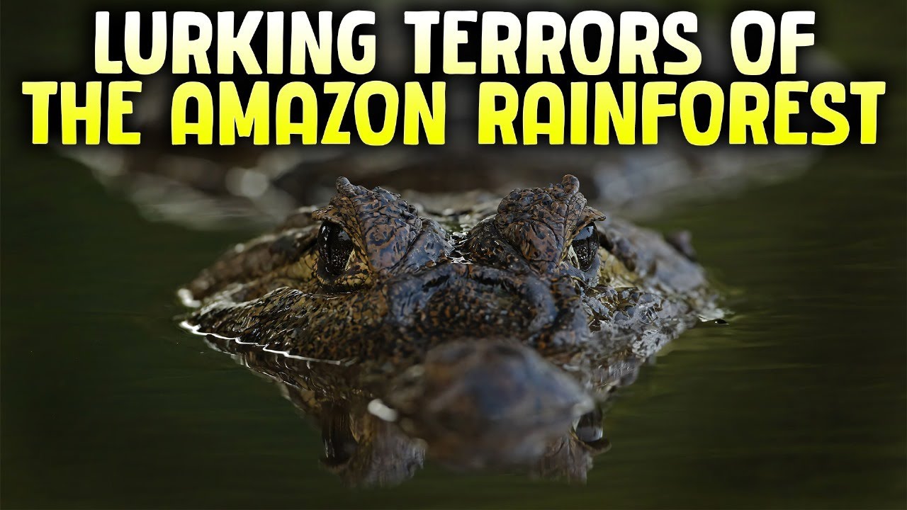 Why MYSTERIOUS CREATURES Come from Amazon River! - YouTube