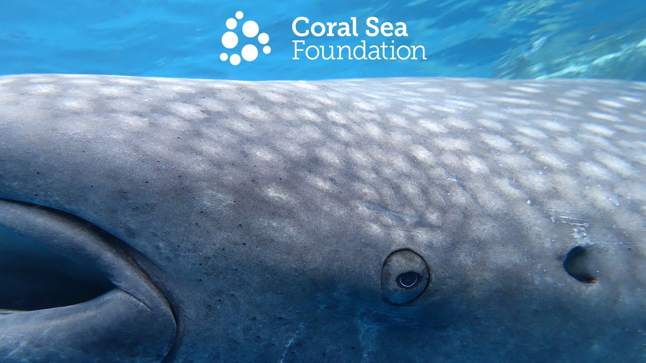 Whale Shark Wink - YouTube