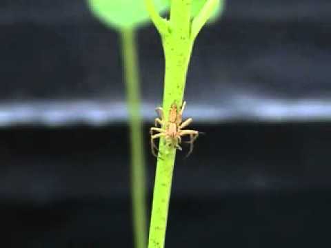 Mirid Lynx captures green mirid on cotton stem.