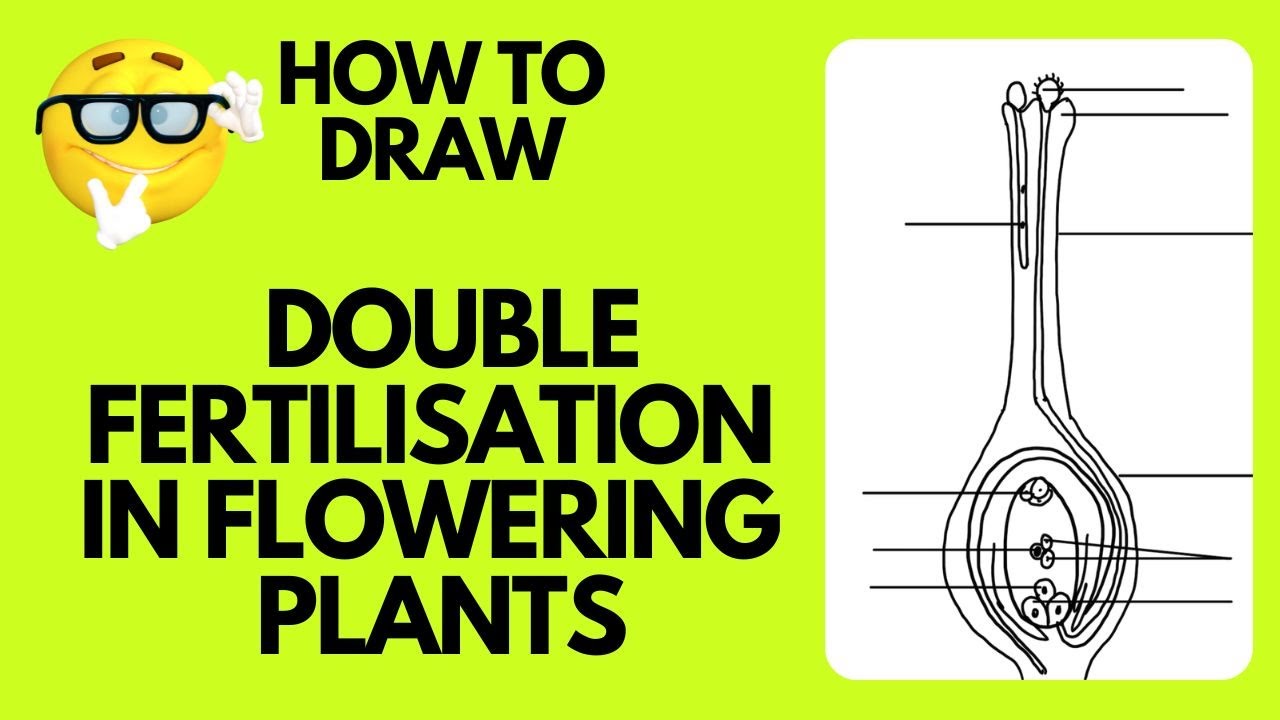 DOUBLE FERTILISATION IN FLOWERING PLANTS | REPRODUCTION | CLASS 10 ...