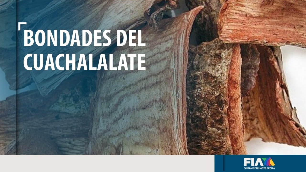 El árbol de cuachalalate, una planta esencial en la medicina ...