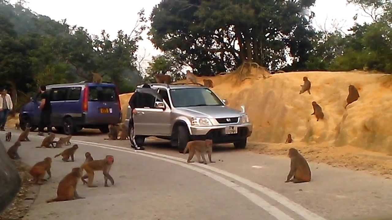 Monkeys in Monkeys Hill Hong Kong - YouTube