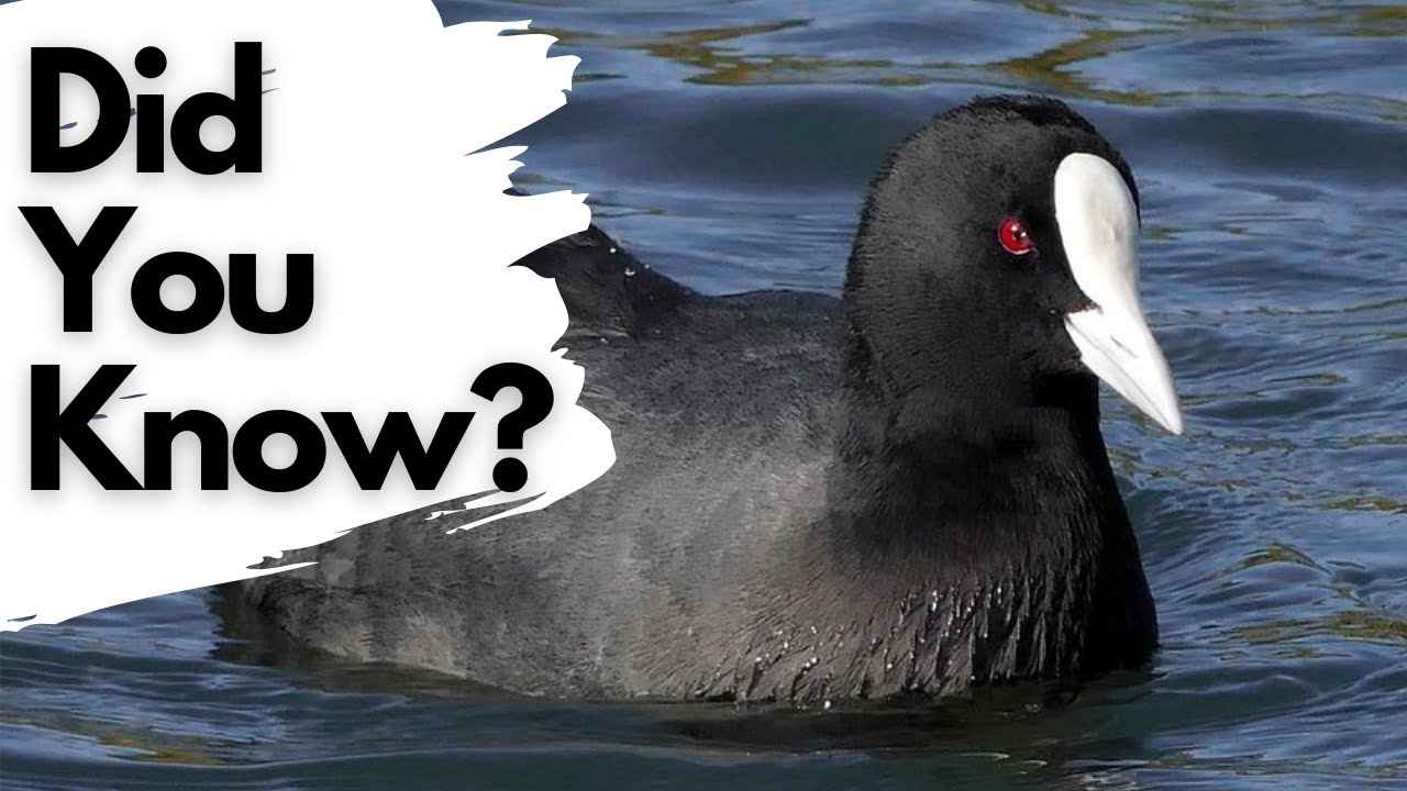 Things you need to know about COOTS! - YouTube