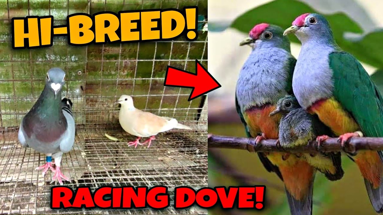 ‼️HI-TECH BREEDING NG KALAPATI AT RINGNECK DOVE, GRABE RESULTA NETO ...