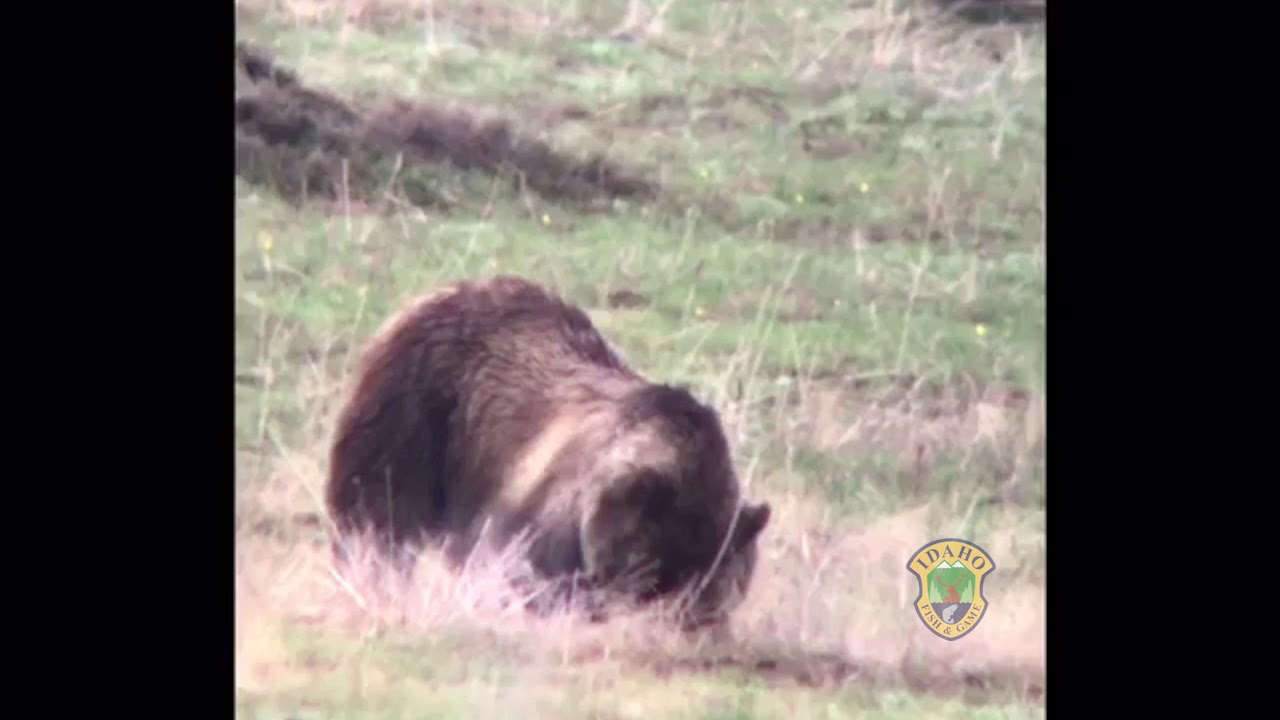 Grizzly bear digging a gopher food cache - YouTube