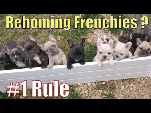 Watch before rehoming your Frenchie - YouTube