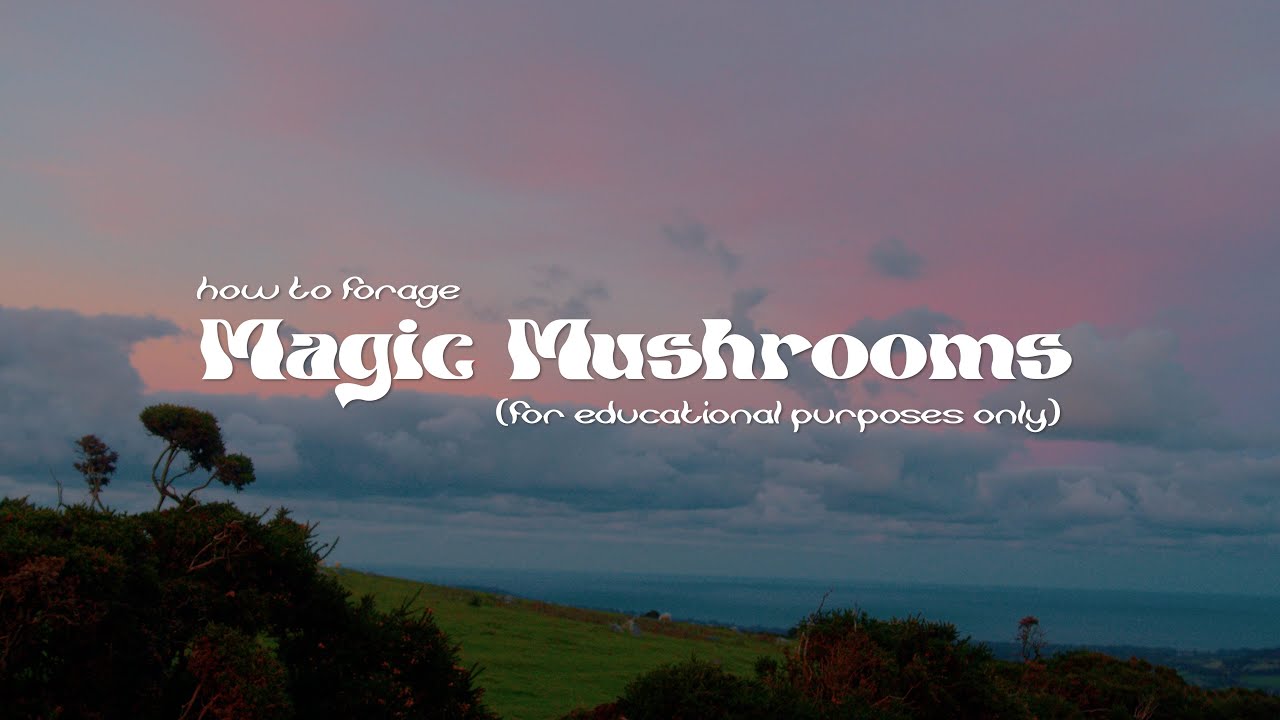 How to Forage Magic Mushrooms - YouTube