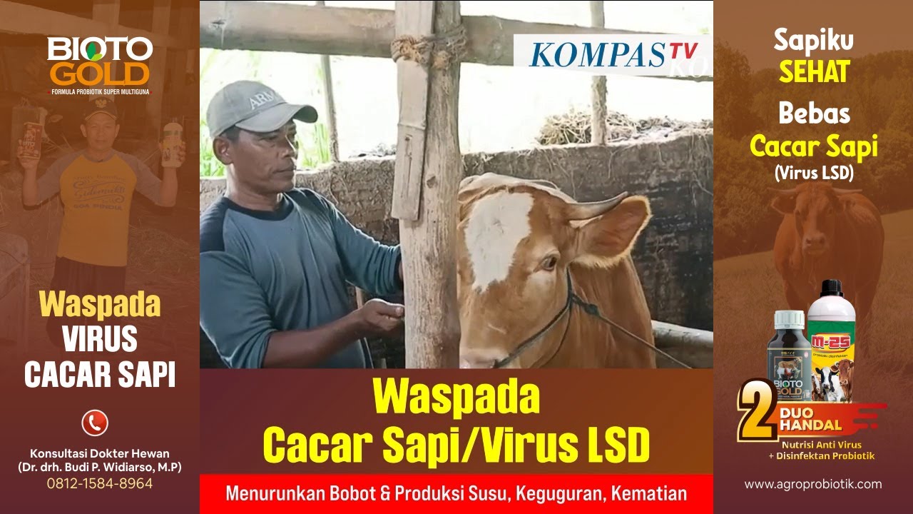 WASPADA CACAR SAPI (VIRUS LSD) - YouTube