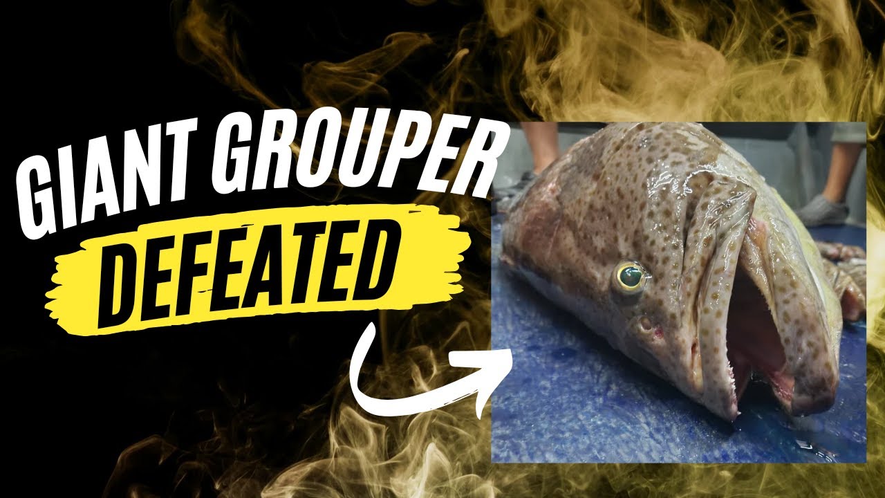 Giant Grouper On Board Jack Fishing Charter - YouTube