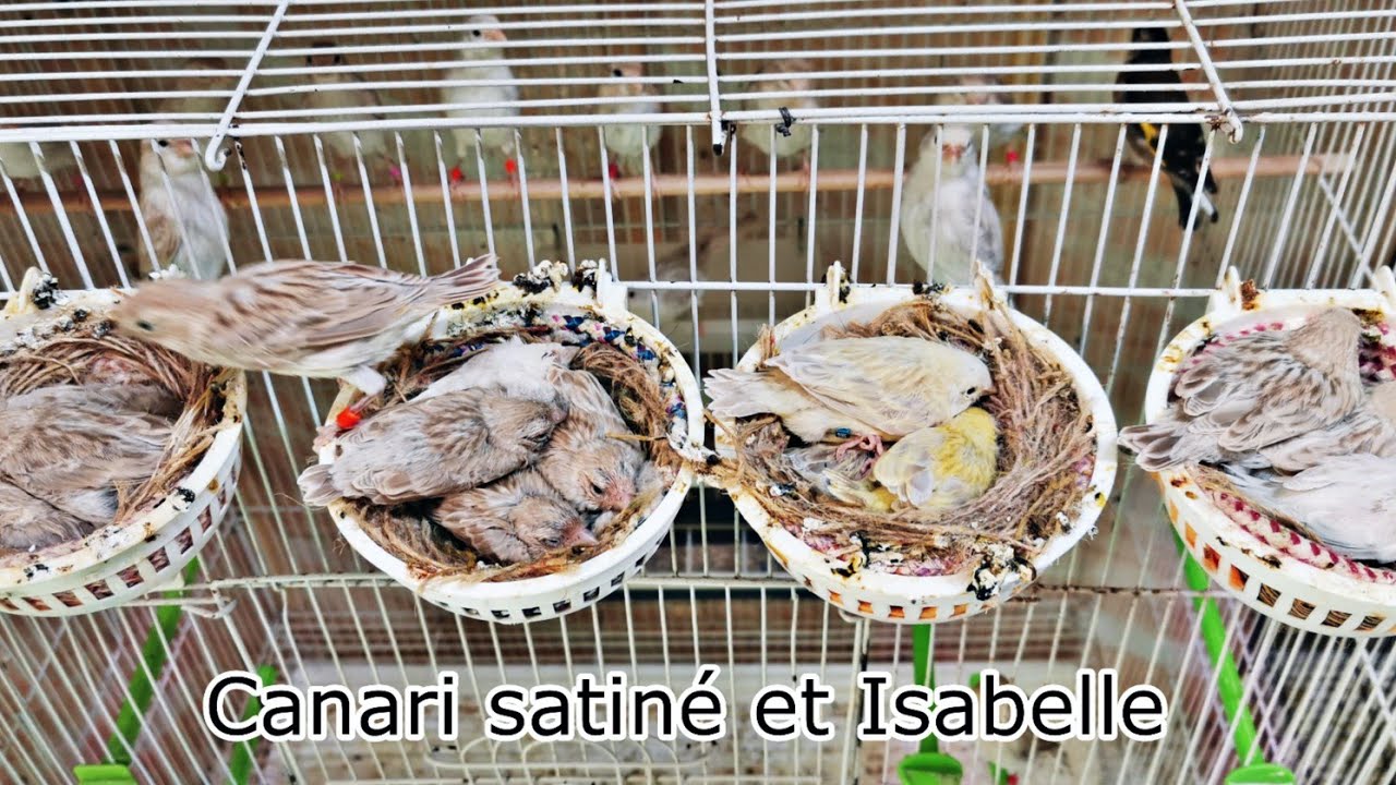 canari mutation satiné et Isabelle Blanc et jaune - YouTube
