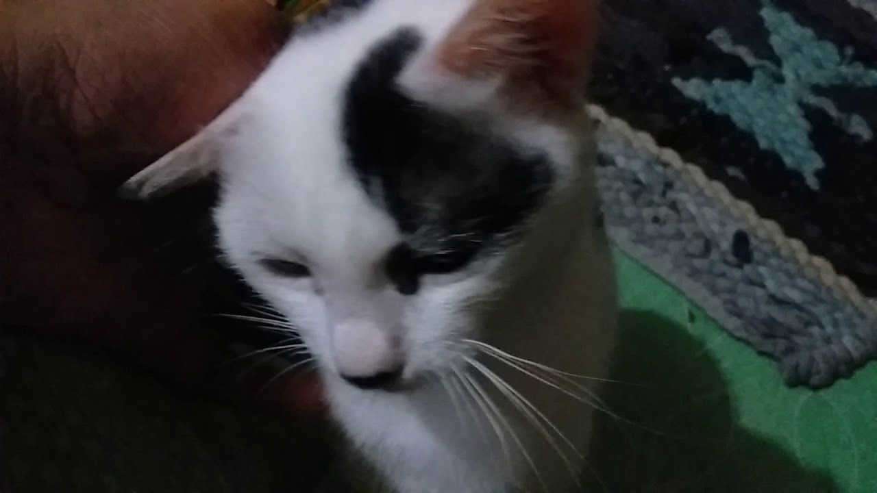 Kucing manja - YouTube