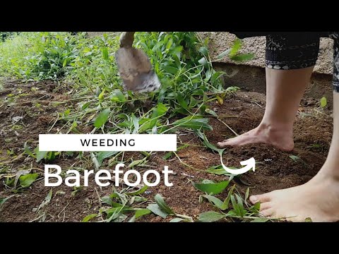 Weeding cleaning around house barefoot | Free chicken feed and update on corn plants - YouTube