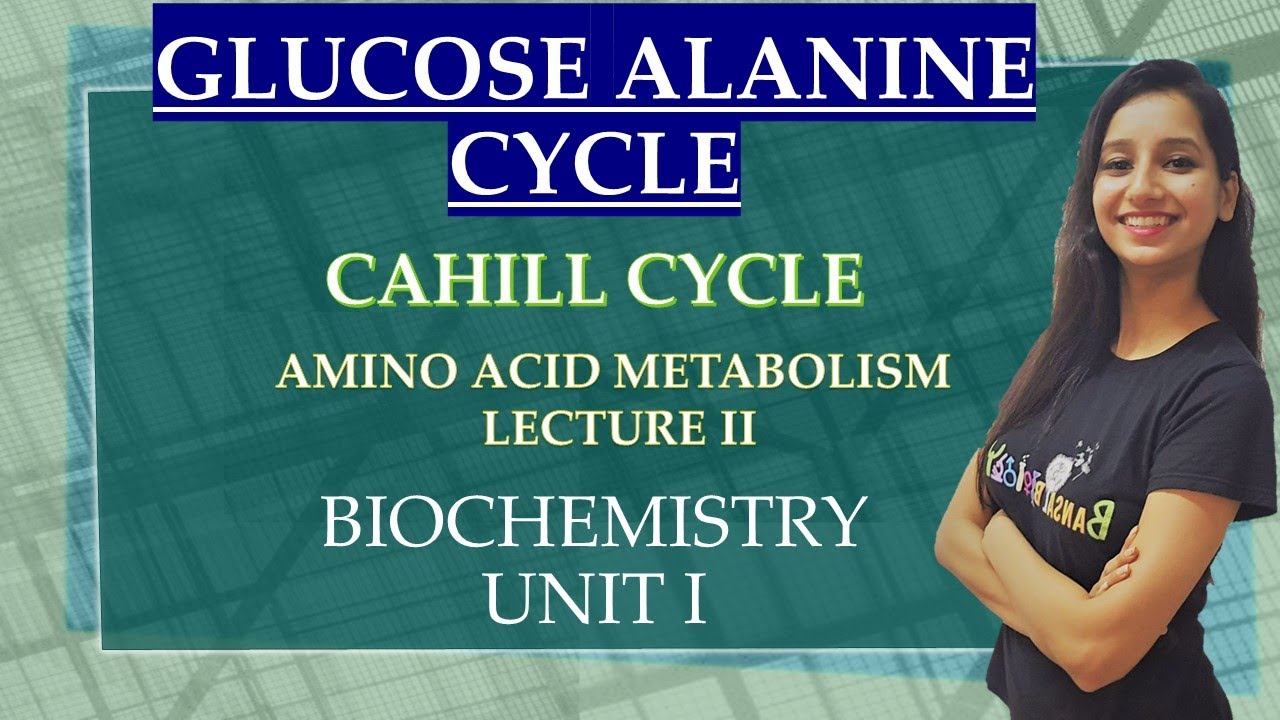 ALANINE GLUCOSE CYCLE I CAHILL CYCLE I Amino Acid Metabolism Lecture 2 ...
