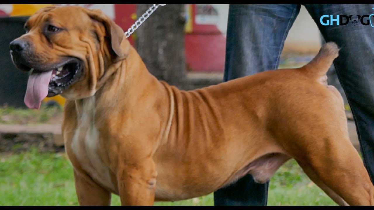 SABBS/BBAG Boerboel Zoom Appraisal 2020 - YouTube
