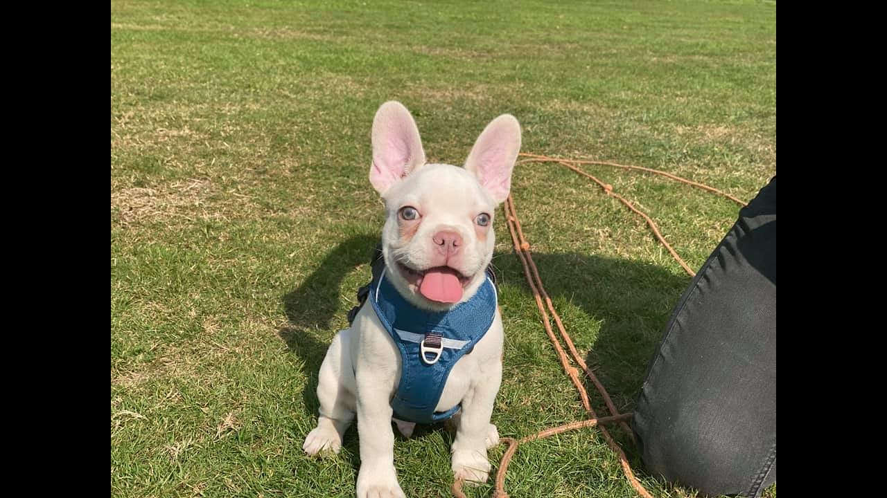 Albus the 4 month old French Bulldog puppy - 4 Weeks Residential Dog ...